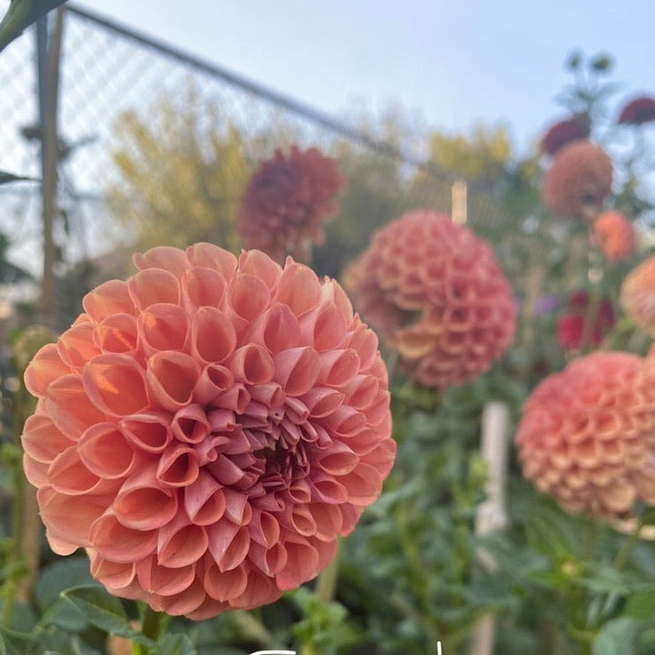 Dahlias – Peak Bloom Consulting